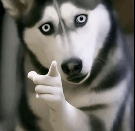 Dog Pointing Meme, Explained – WAHUP