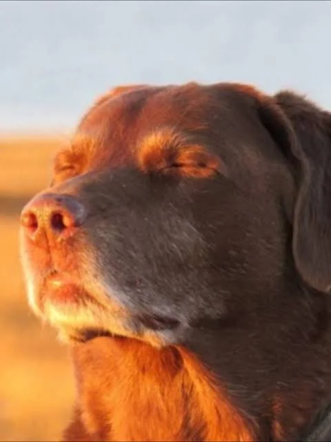 Dog Sun Meme, Explained – WAHUP