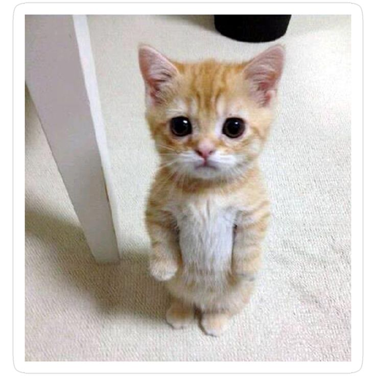 Standing Cat Meme, Explained – WAHUP