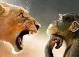 Monkey Tiger Meme, Explained – WAHUP