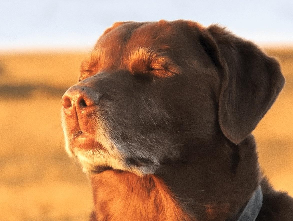 Cooked Dog Meme, Explained – WAHUP